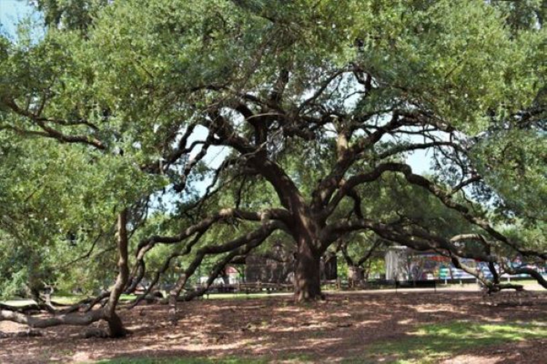 Jane Ellen’s Tree at The Heritage Society at Sam Houston Park - Event ...