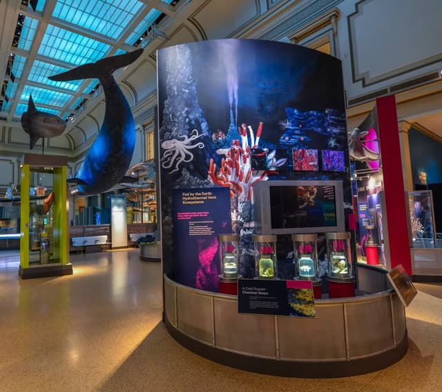 Ocean Hall at Smithsonian National Museum of Natural History - Museum ...